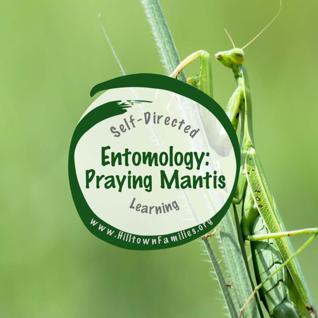 Praying Mantises: From Camouflage to Hunting Techniques in Entomology ...