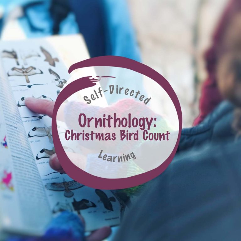 How the Christmas Bird Count Inspires Community Science for Over 100 ...