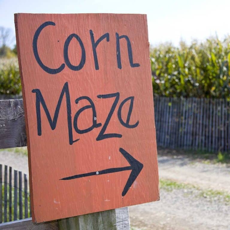 Corn Maze: A Fall Labyrinth of Learning - Hilltown Families