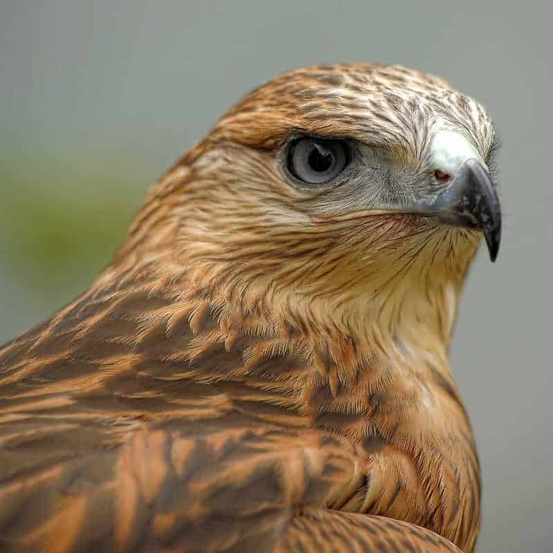 Birds of Prey Up Close: Observation, Adaptation & Conservation ...