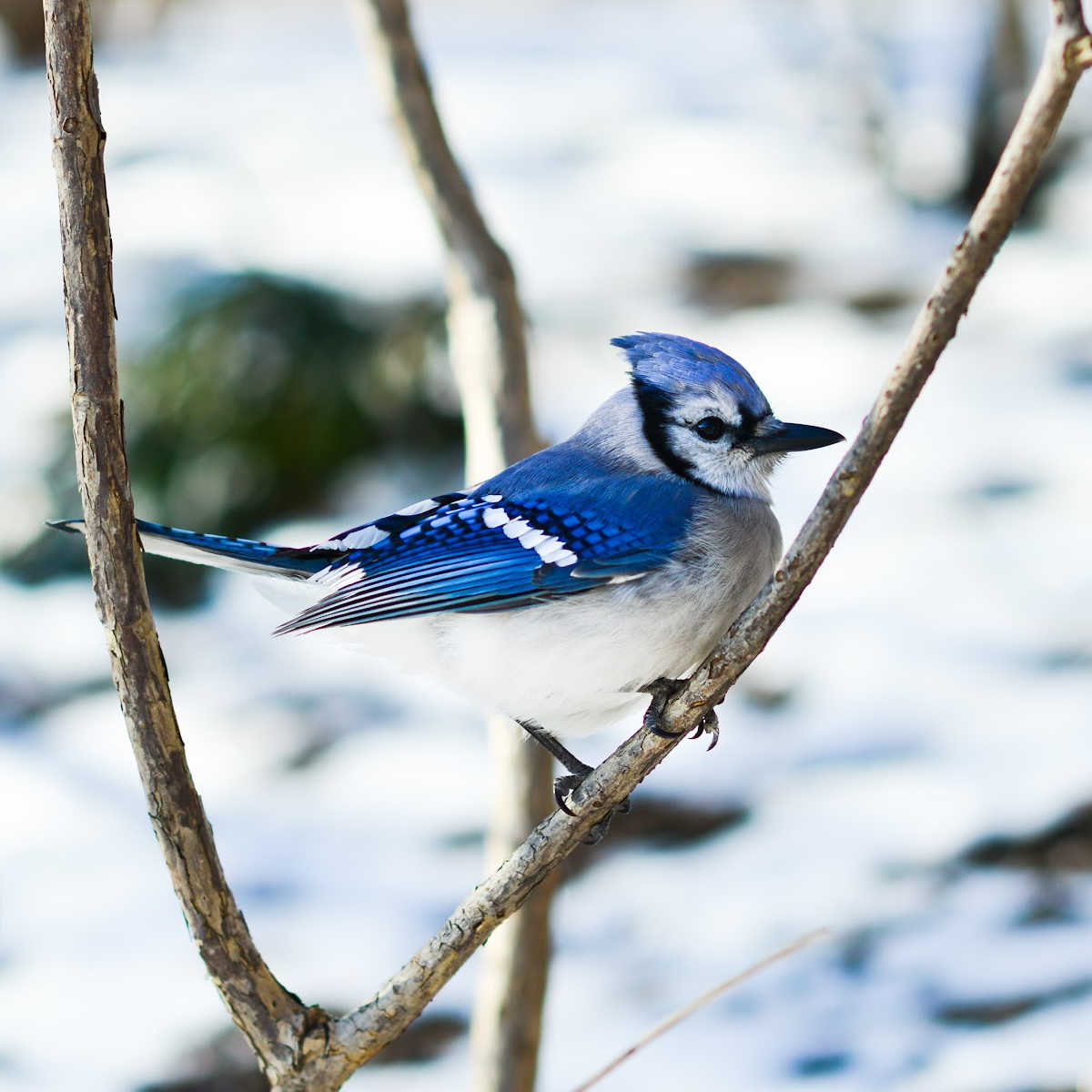 Winter Birds of the Connecticut River Valley: Sight, Sound, and ...