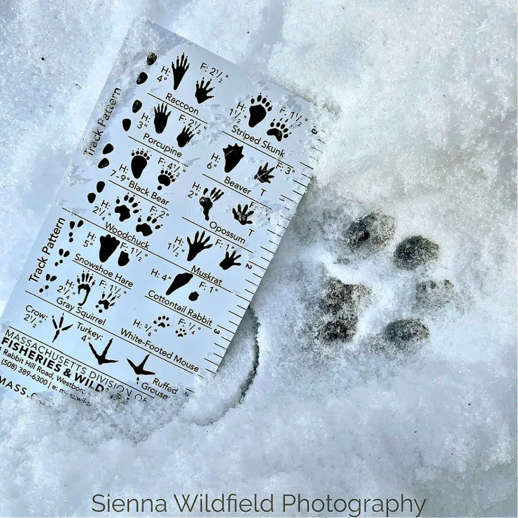 Discover the Wild: Learn to Track Winter Wildlife in the Berkshires ...