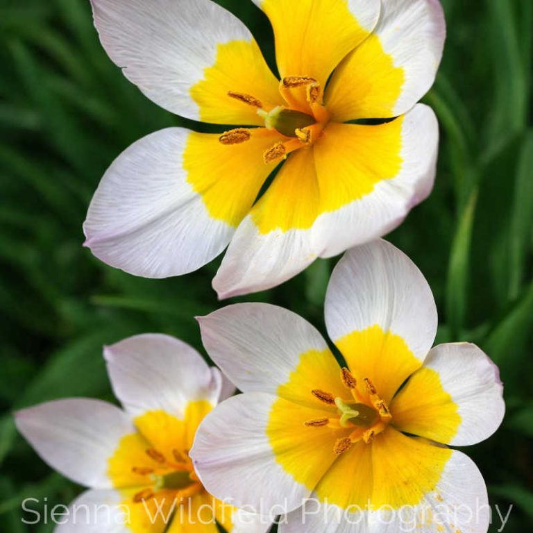 Spring Underground: Botany Lessons from the Berkshire Botanical Garden ...